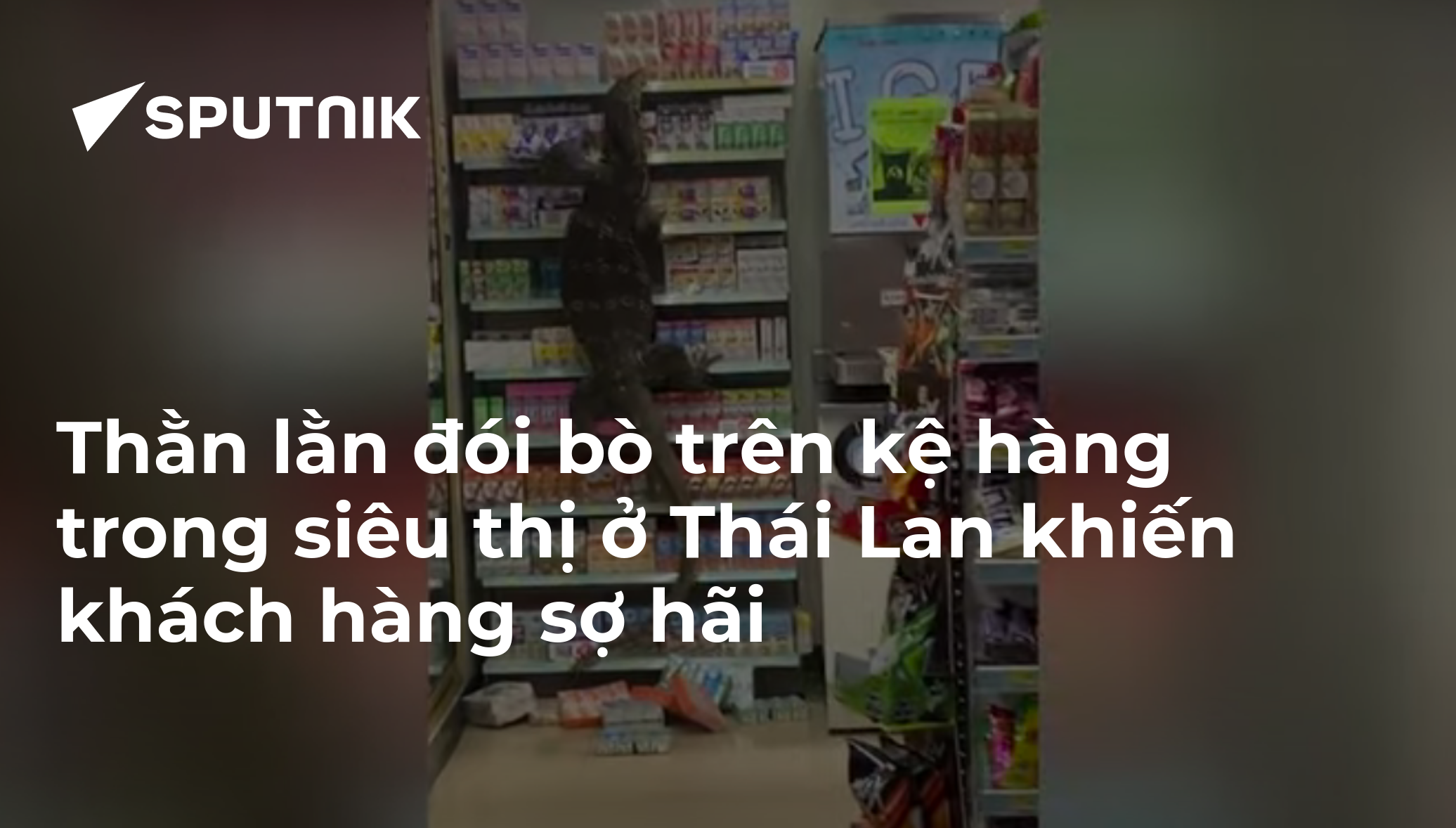 Thằn lằn đói bò trên kệ hàng trong siêu thị ở Thái Lan khiến khách hàng ...