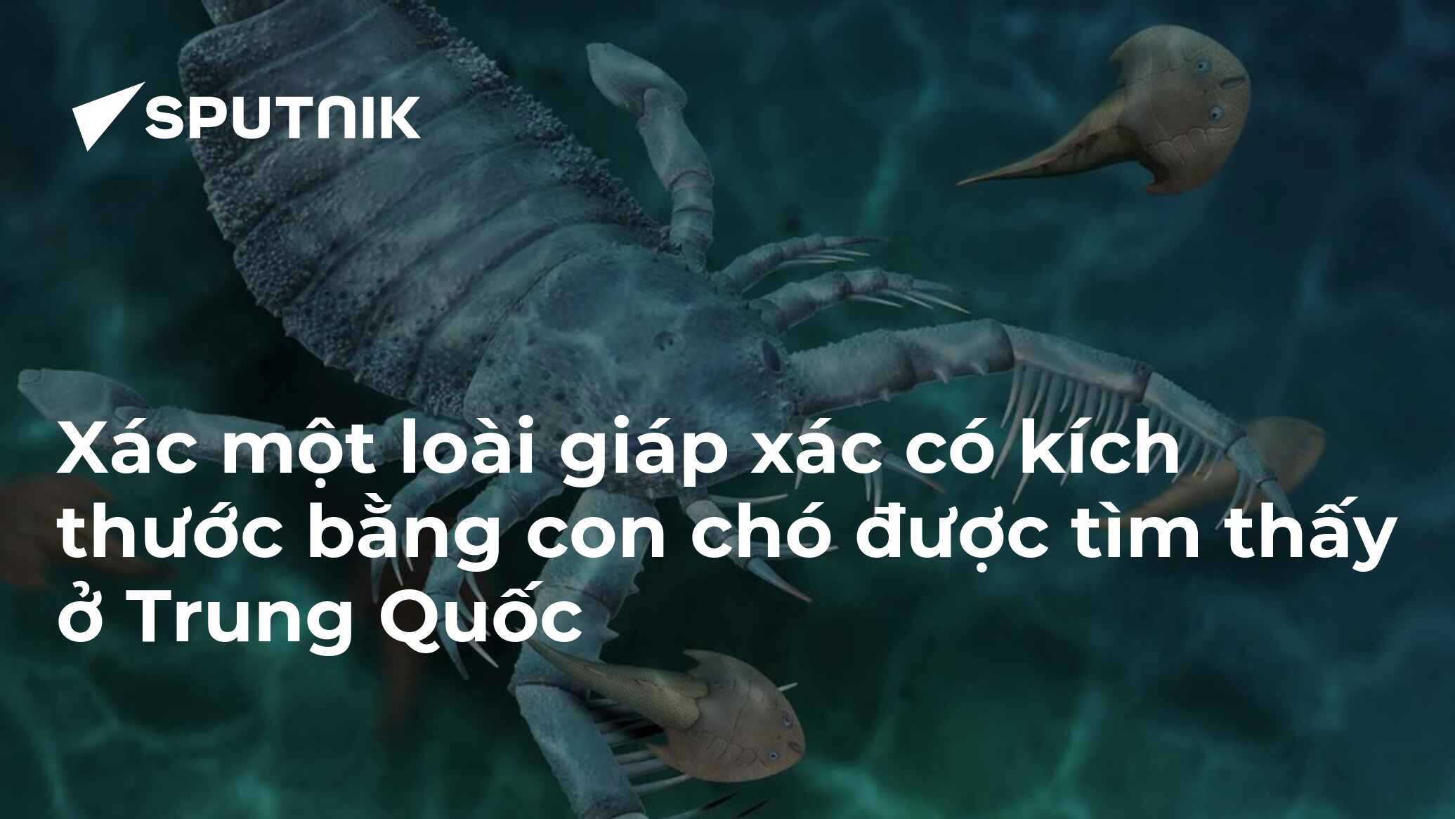 Xác một loài giáp xác có kích thước bằng con chó được tìm thấy ở Trung ...