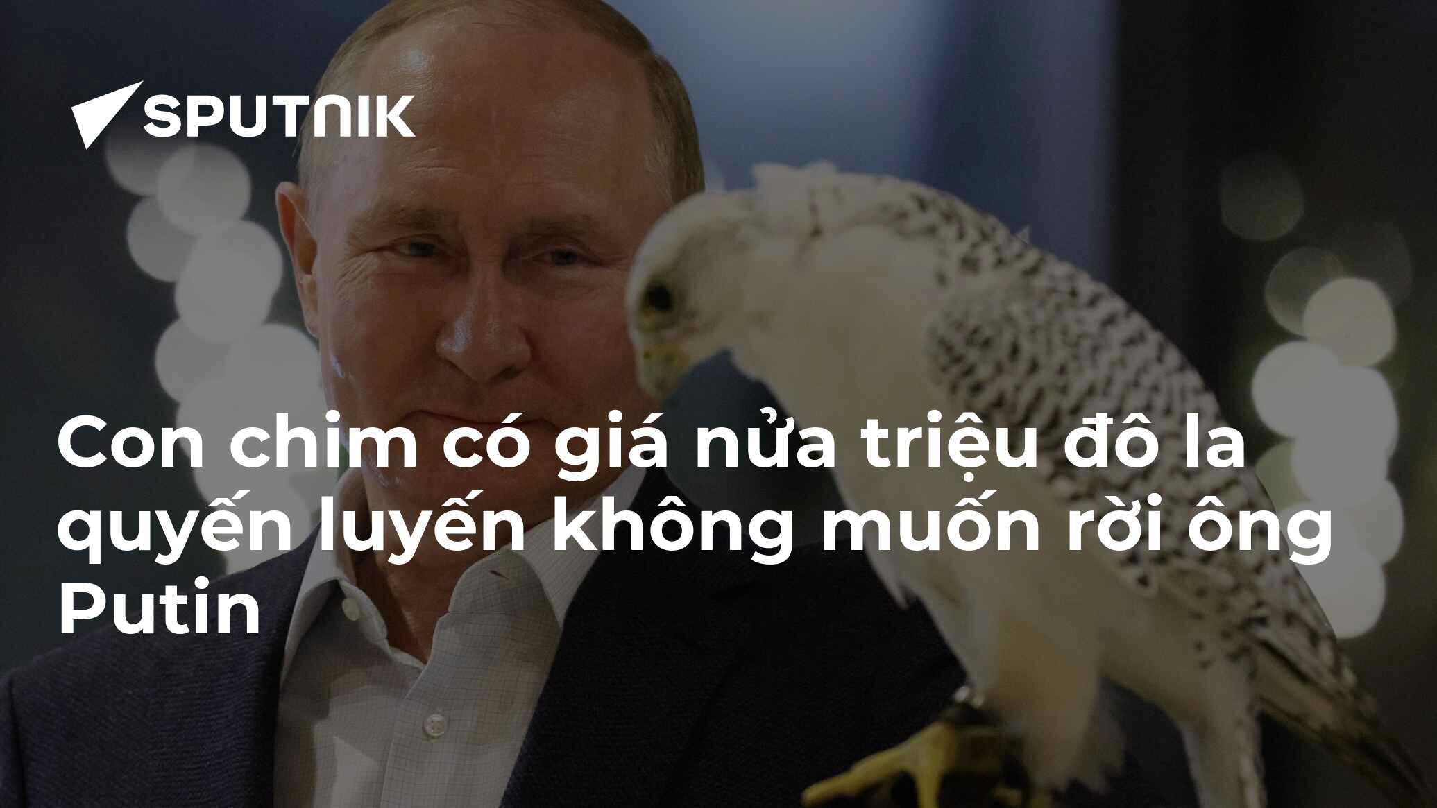 Con chim có giá nửa triệu đô la quyến luyến không muốn rời ông Putin ...