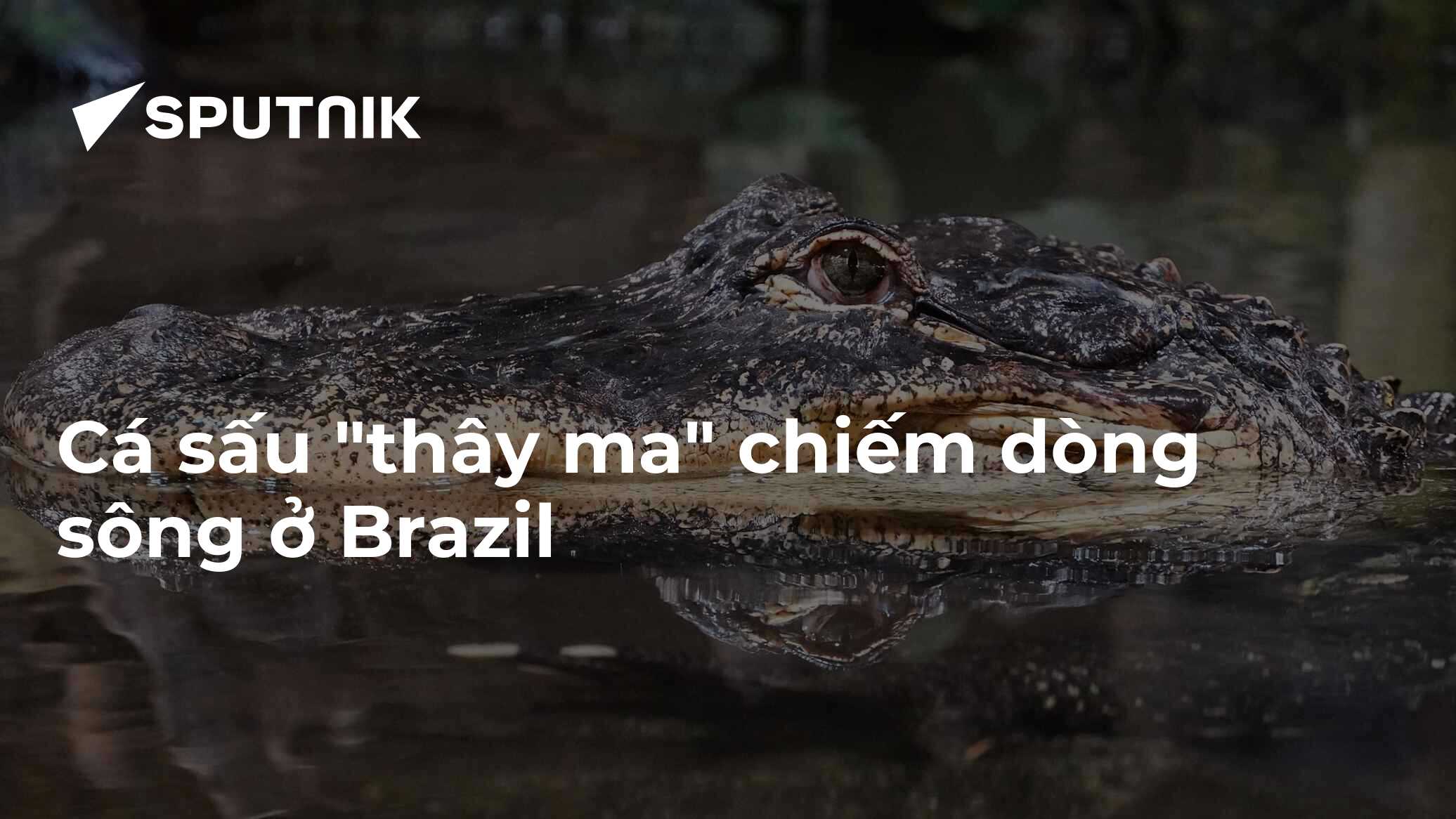 Cá sấu "thây ma" chiếm dòng sông ở Brazil - 18.09.2022, Sputnik Việt Nam
