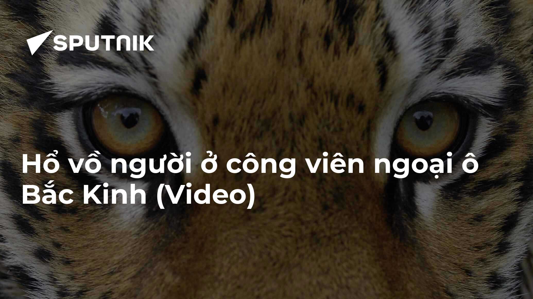 Hổ vồ người ở công viên ngoại ô Bắc Kinh (Video) - 24.07.2016, Sputnik ...