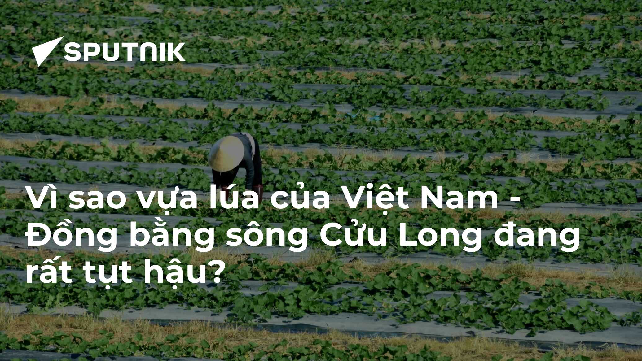 Vì sao vựa lúa của Việt Nam - Đồng bằng sông Cửu Long đang rất tụt hậu ...