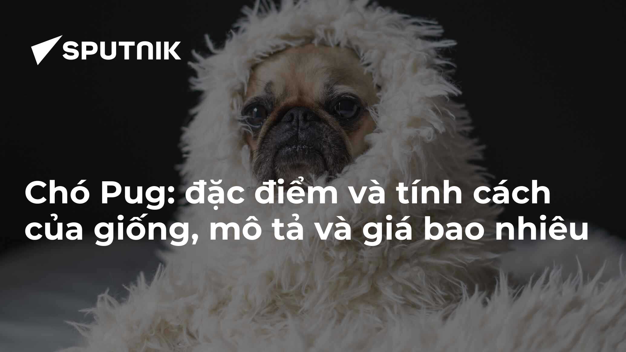 Chó Pug: đặc điểm và tính cách của giống, mô tả và giá bao nhiêu