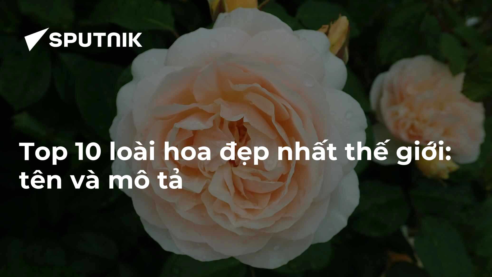 Top 10 loài hoa đẹp nhất thế giới: tên và mô tả