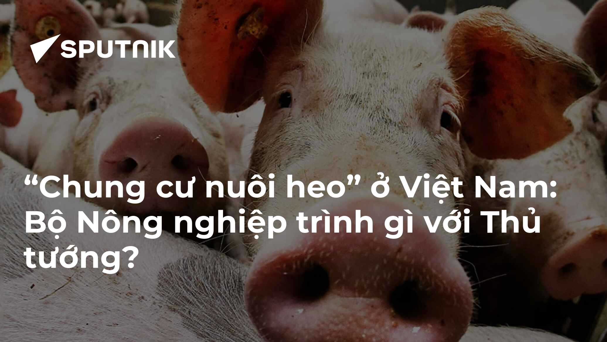 “Chung cư nuôi heo” ở Việt Nam: Bộ Nông nghiệp trình gì với Thủ tướng ...