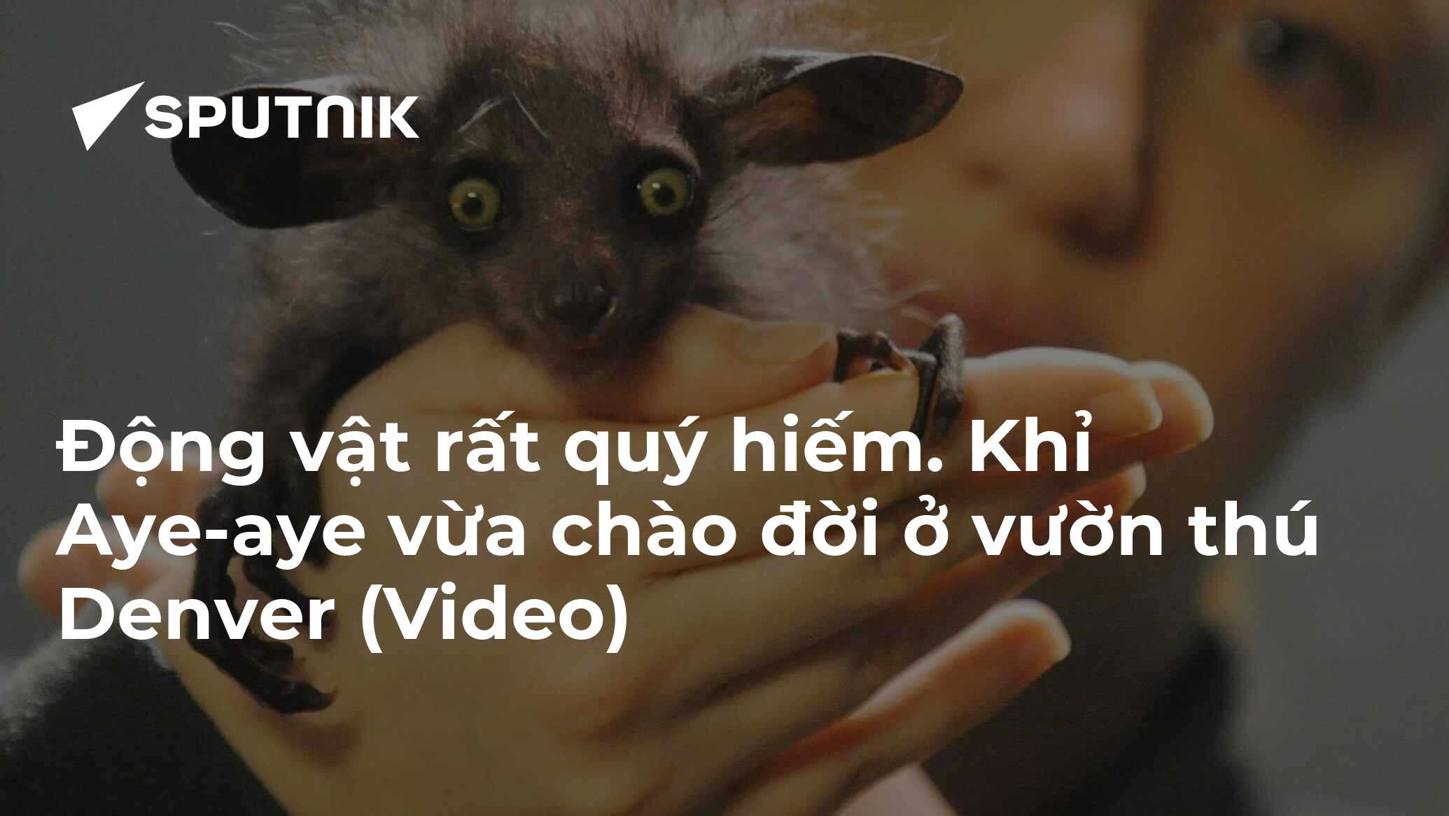 Động vật rất quý hiếm. Khỉ Aye-aye vừa chào đời ở vườn thú Denver (Video) - 17.09.2018, Sputnik ...