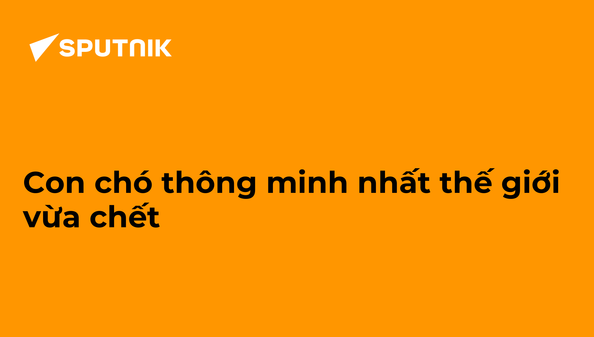 Con chó thông minh nhất thế giới vừa chết - 29.07.2019, Sputnik Việt Nam