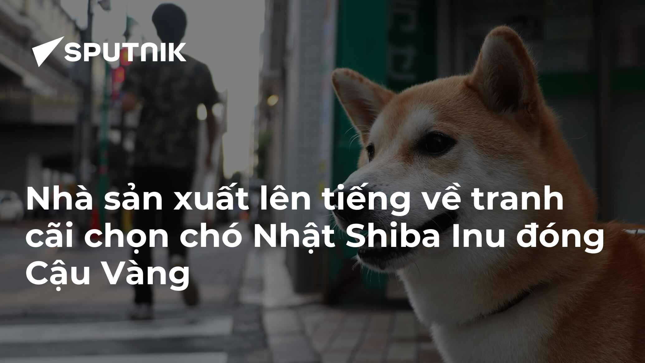 Nhà sản xuất lên tiếng về tranh cãi chọn chó Nhật Shiba Inu đóng Cậu ...