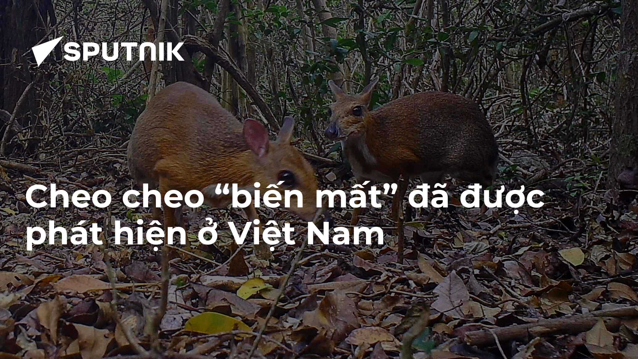 Cheo cheo “biến mất” đã được phát hiện ở Việt Nam - 13.11.2019, Sputnik ...