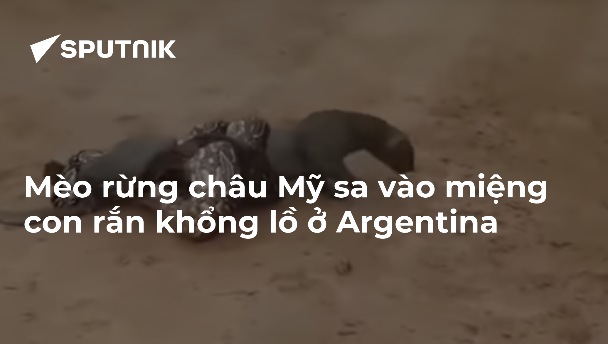 Mèo rừng châu Mỹ sa vào miệng con rắn khổng lồ ở Argentina - 07.03.2020 ...