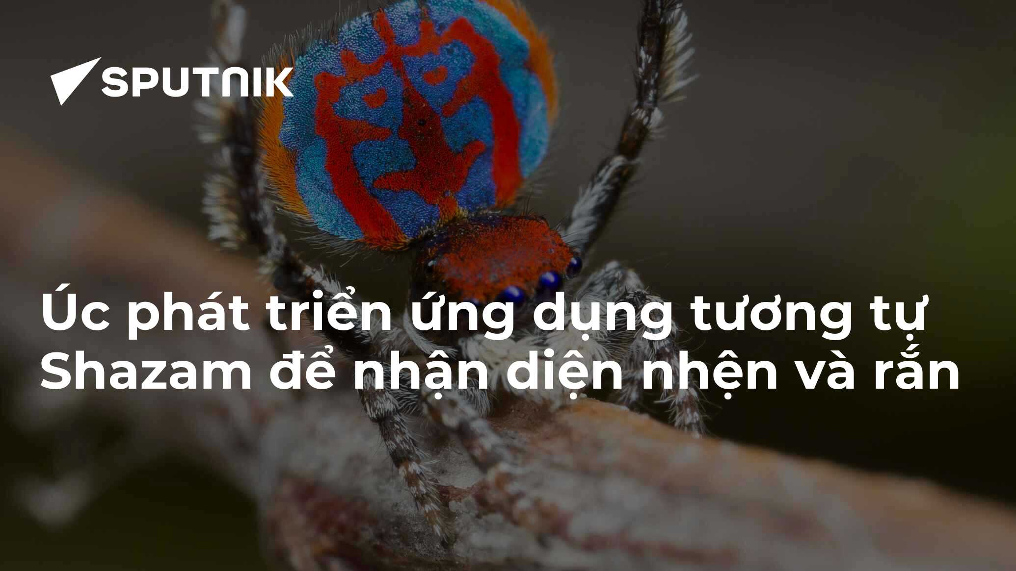 Úc phát triển ứng dụng tương tự Shazam để nhận diện nhện và rắn - 06.08 ...